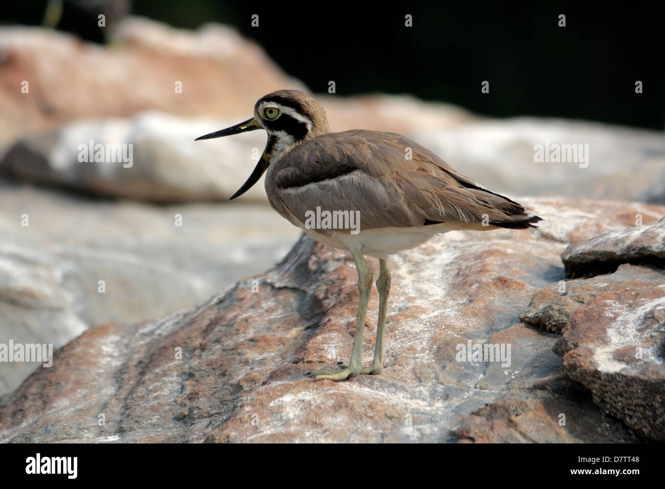 The great stone curlew hi-res stock photography and images - Alamy