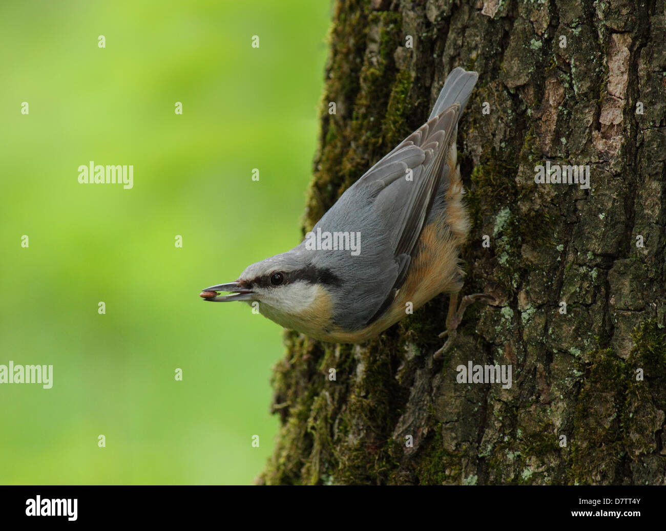 nuthatch sitting on trunk of tree Stock Photo - Alamy