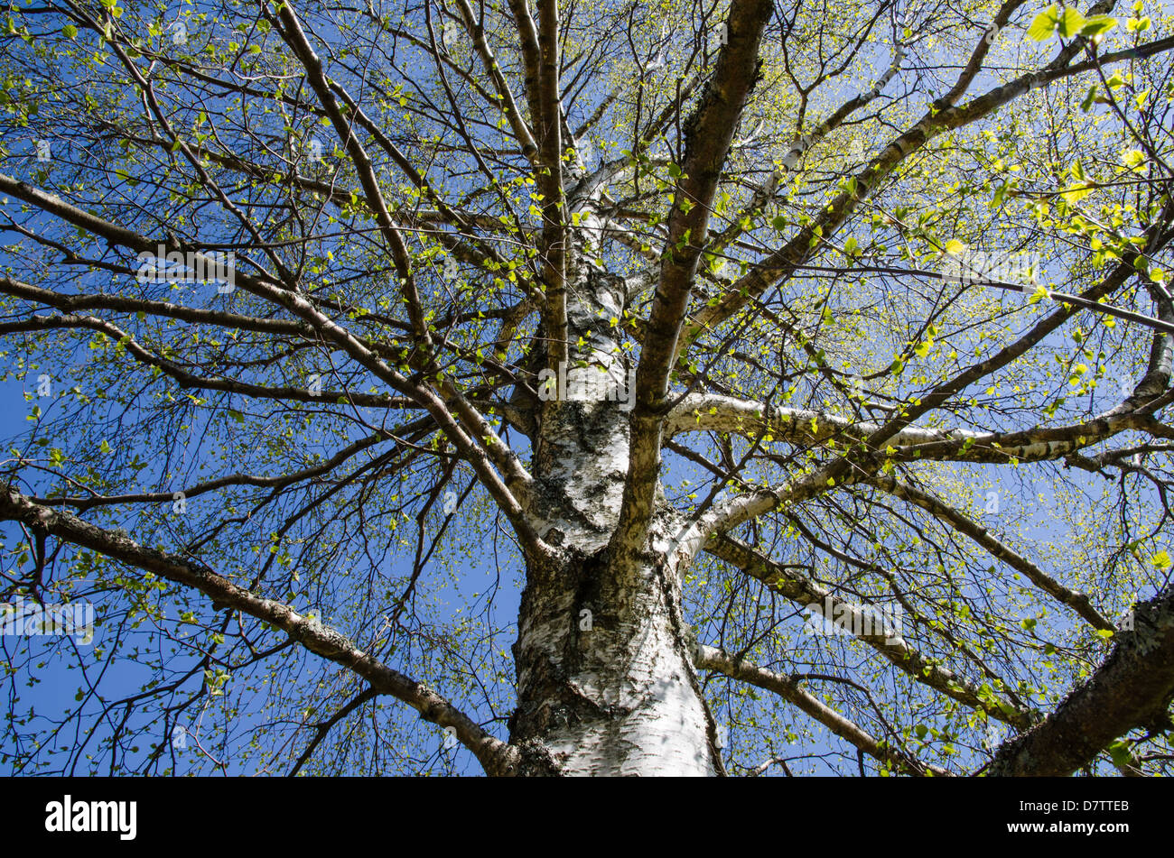 Tall birch trunk hi-res stock photography and images - Alamy