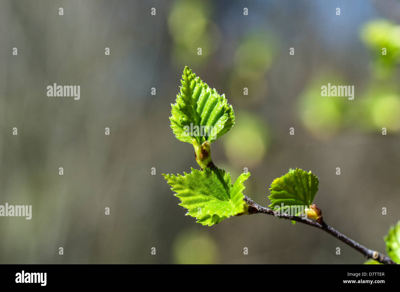 Closeup of new birch leaves, a symbol for springtime Stock Photo - Alamy