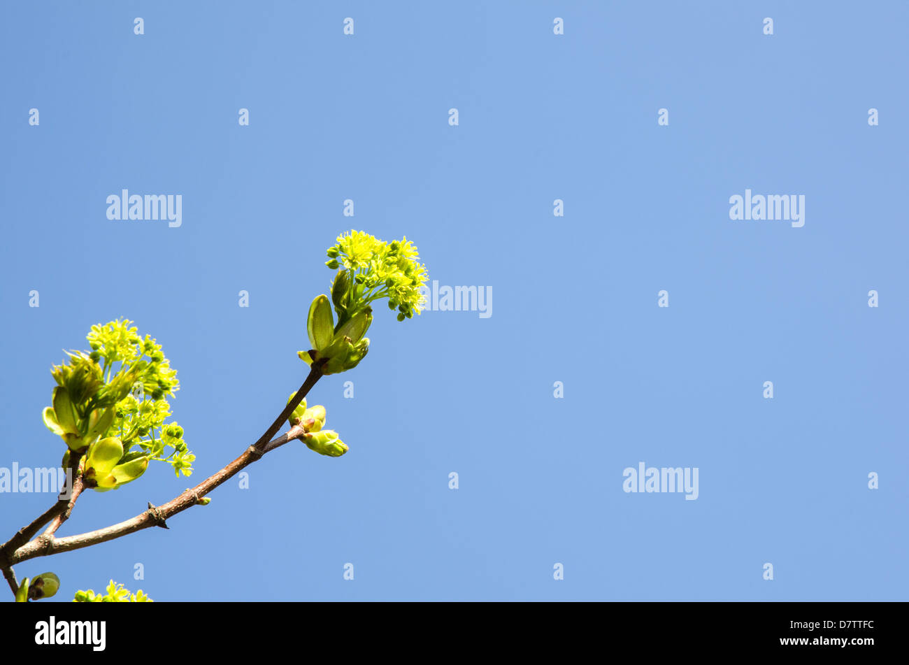 Maple blossom hi-res stock photography and images - Alamy