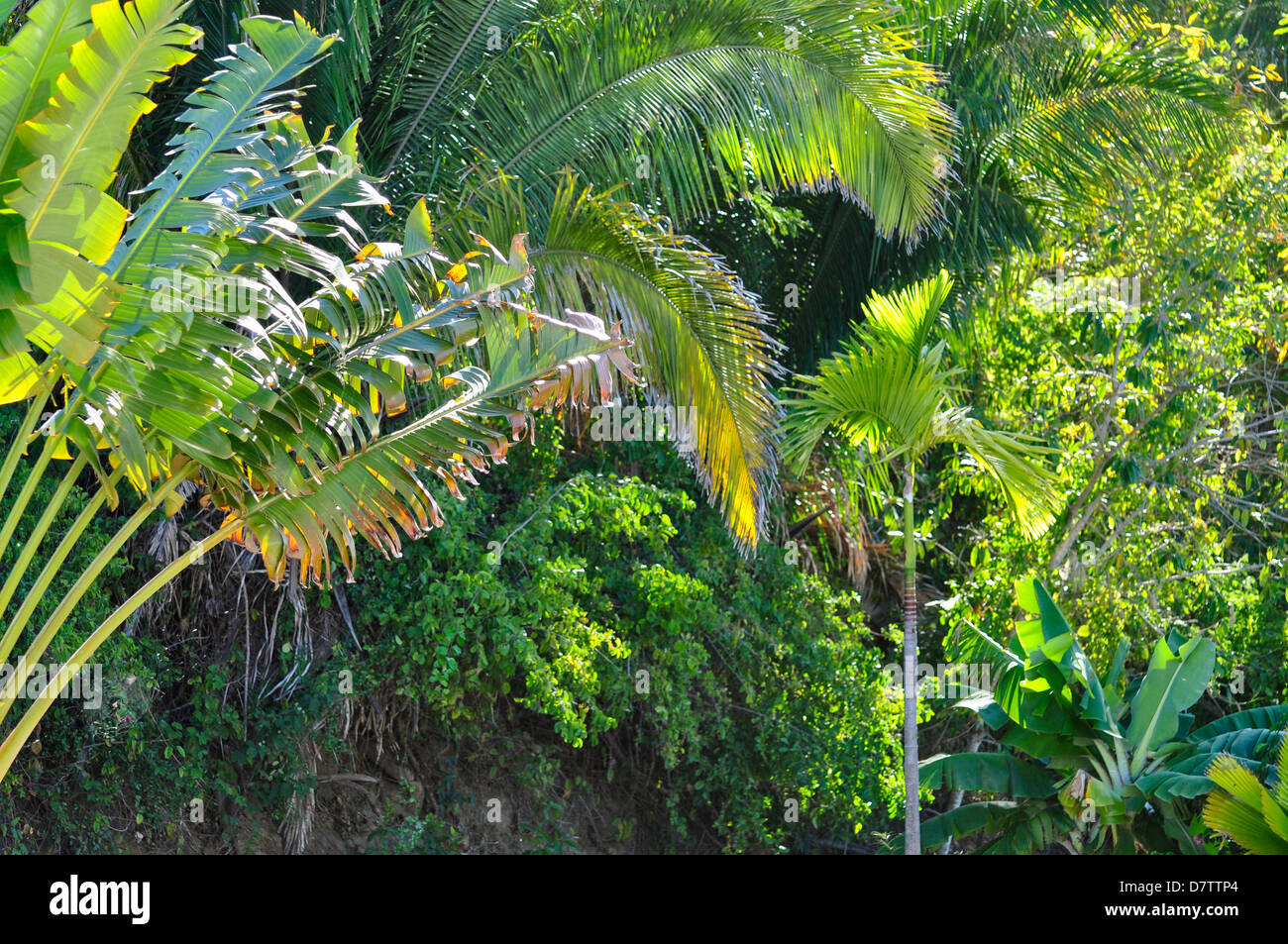 Palm tree and other plants in a lovely Mexican garden Stock Photo - Alamy