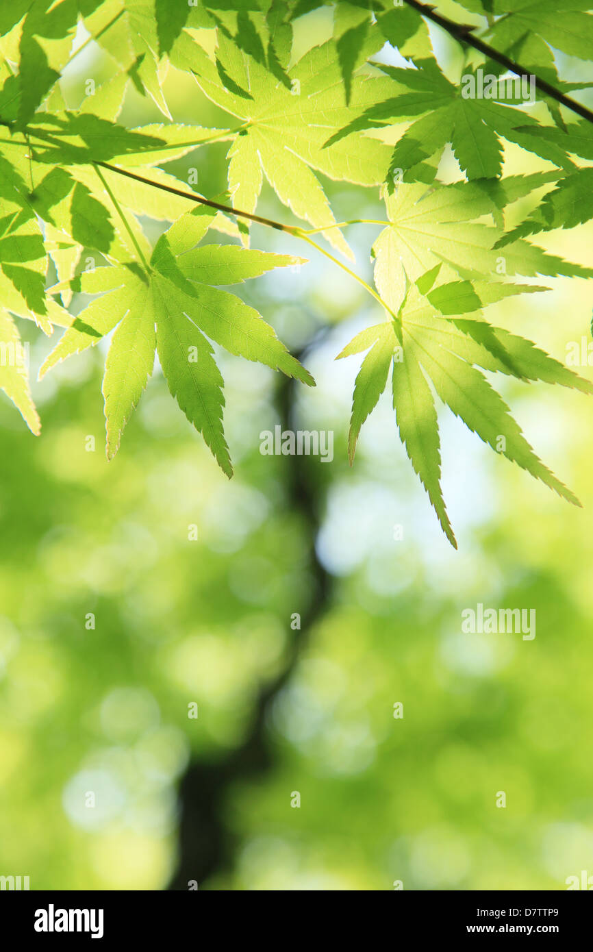 Green maple leaves Stock Photo - Alamy