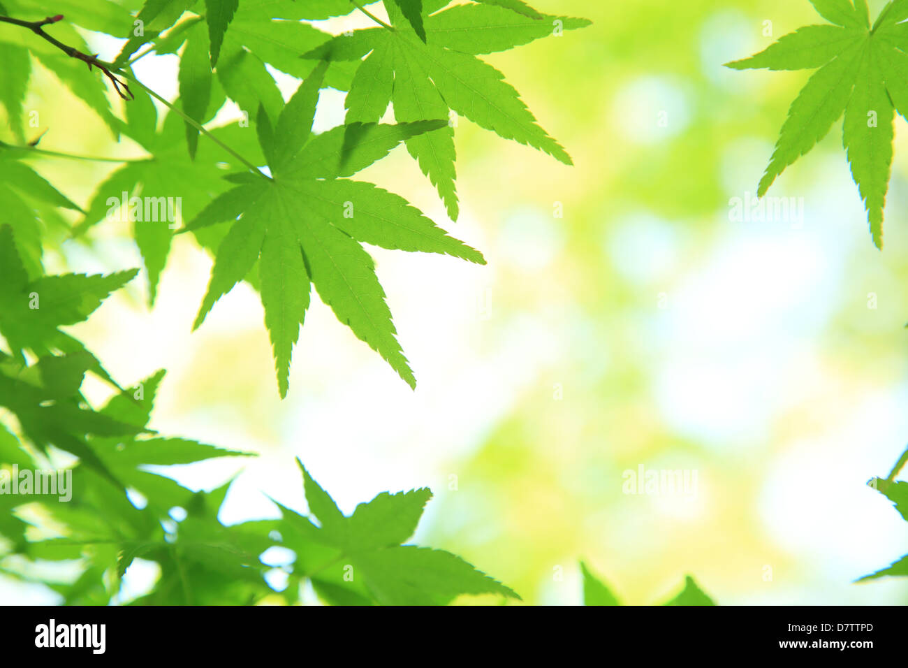 Green maple leaves Stock Photo - Alamy