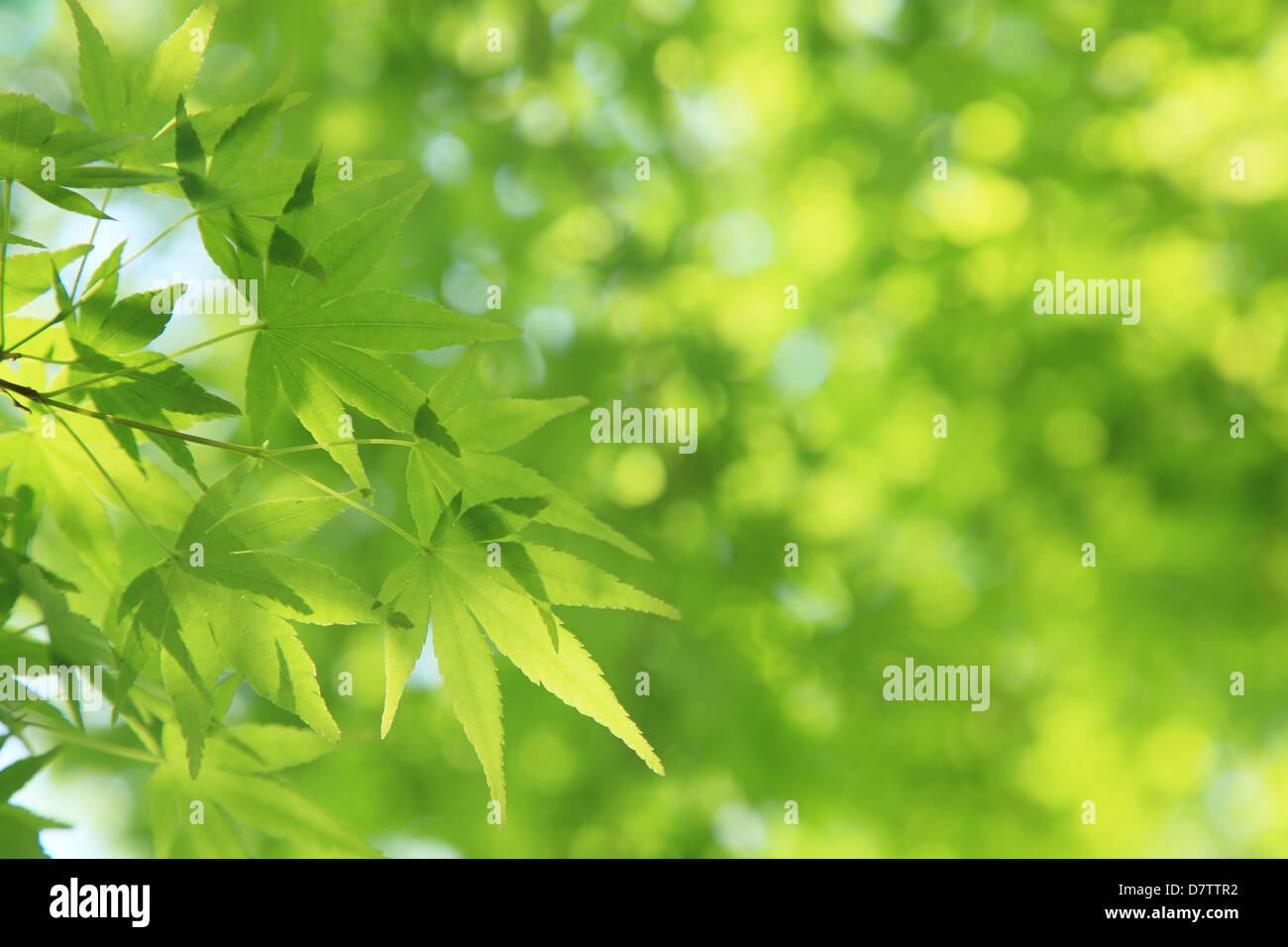 Green maple leaves Stock Photo - Alamy
