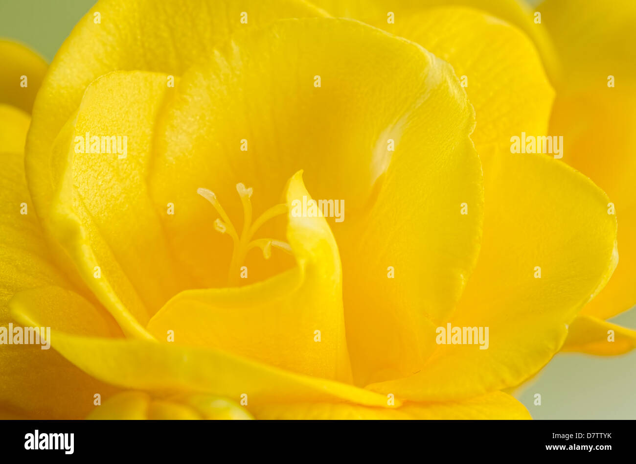 Freesia flower hi-res stock photography and images - Alamy
