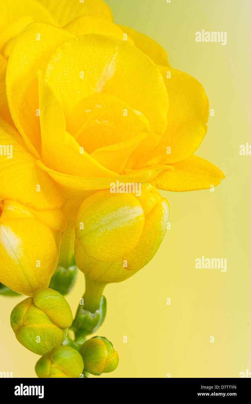 Freesia flower hi-res stock photography and images - Alamy