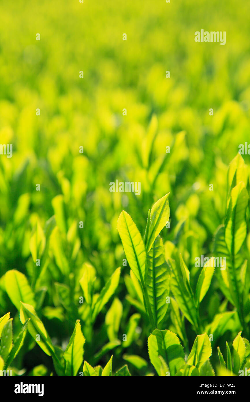 Tea leaves shizuoka hi-res stock photography and images - Alamy