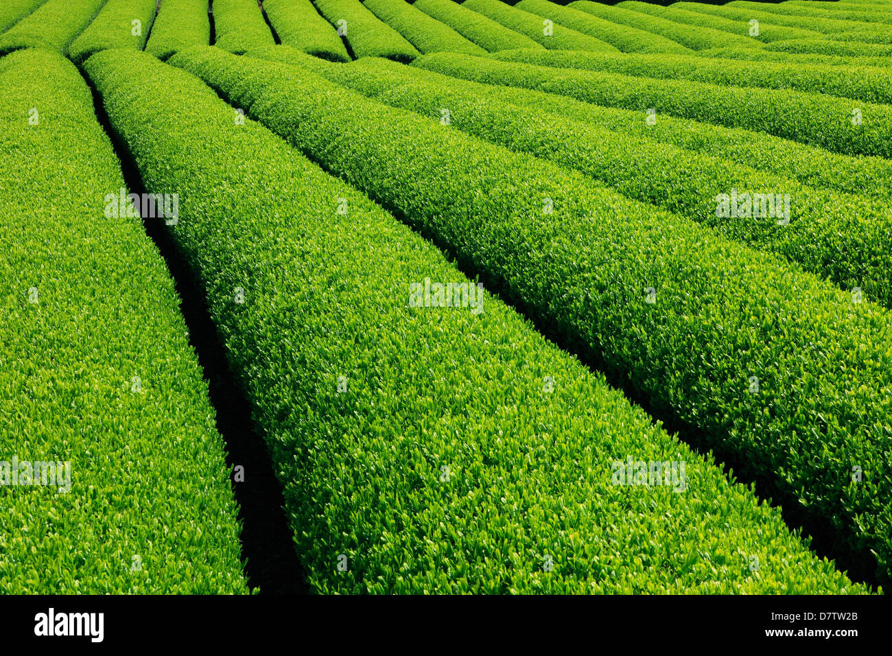 Green tea plantation shizuoka hi-res stock photography and images - Alamy