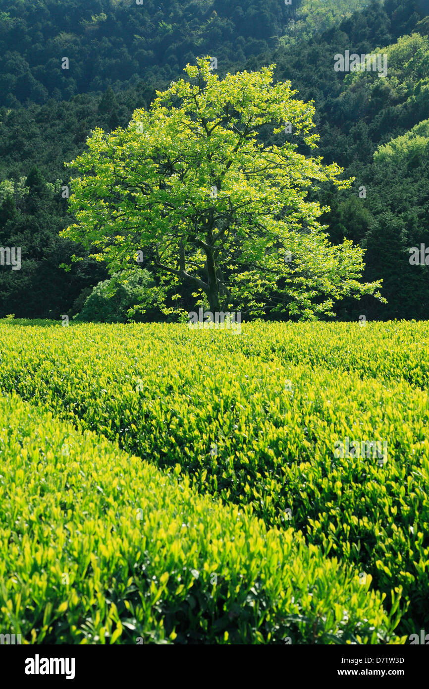Green tea plantation shizuoka hi-res stock photography and images - Alamy