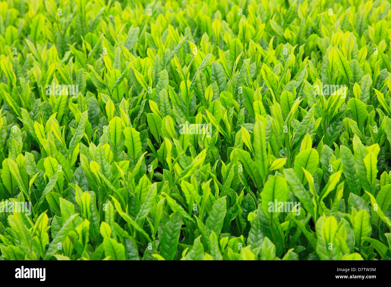 Tea leaves shizuoka hi-res stock photography and images - Alamy