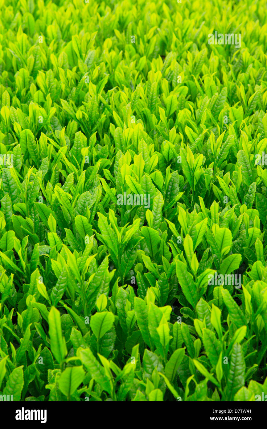 Tea leaves shizuoka hi-res stock photography and images - Alamy