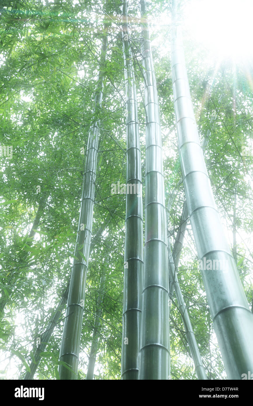 Bamboo forest after the rain Stock Photo - Alamy