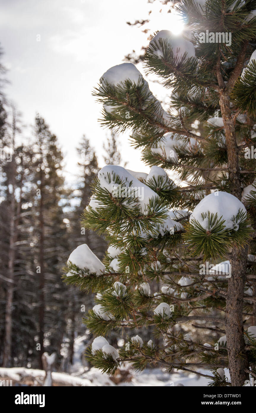 On pine trees hi-res stock photography and images - Alamy