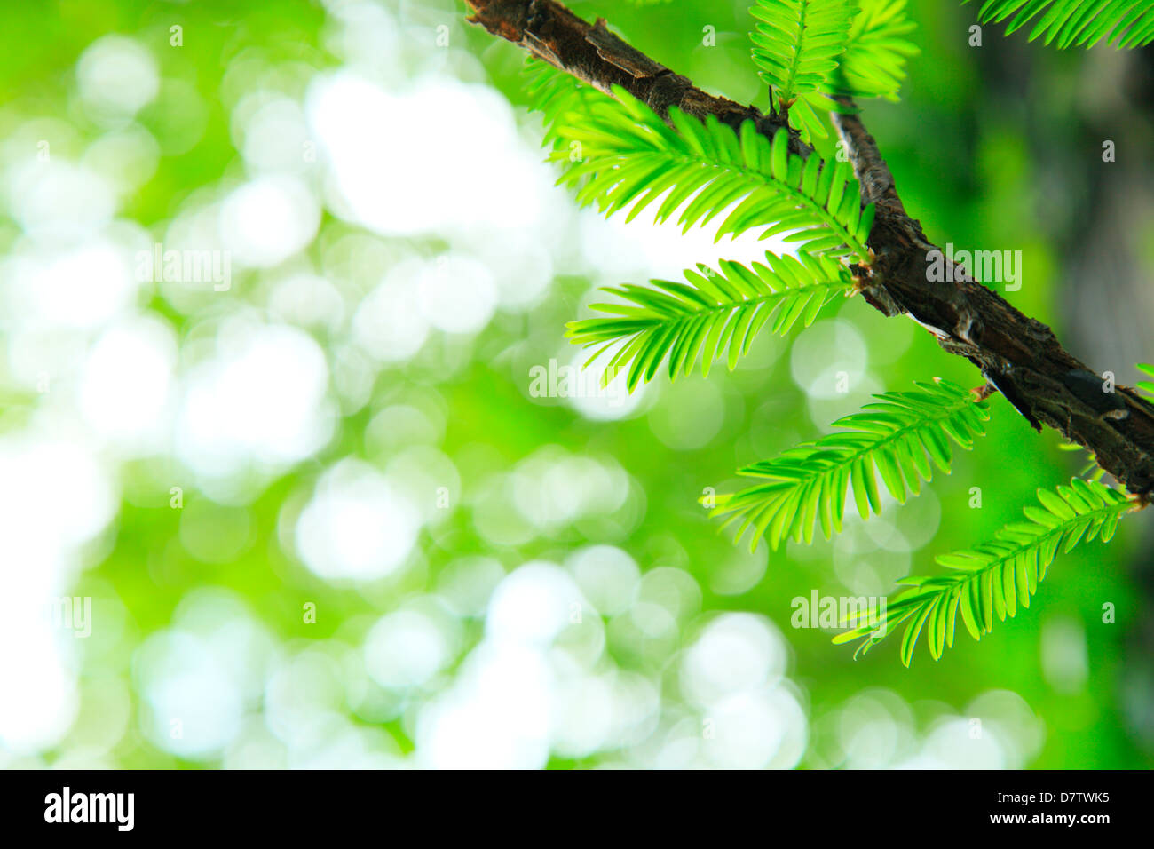 Sequoia sprout hi-res stock photography and images - Alamy