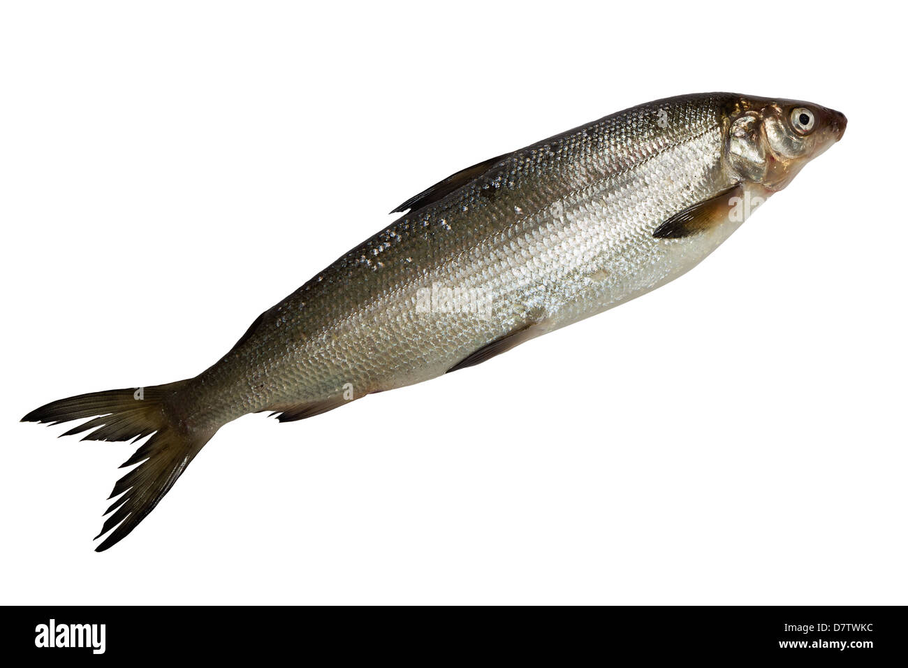 single fresh whitefish isolated on white background Stock Photo - Alamy