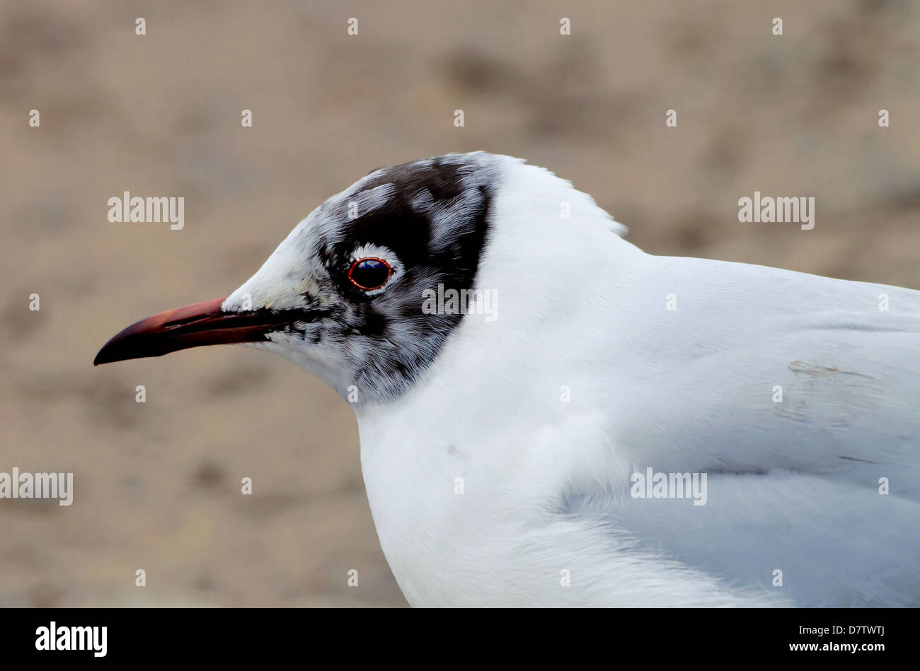 Black head gull hi-res stock photography and images - Alamy