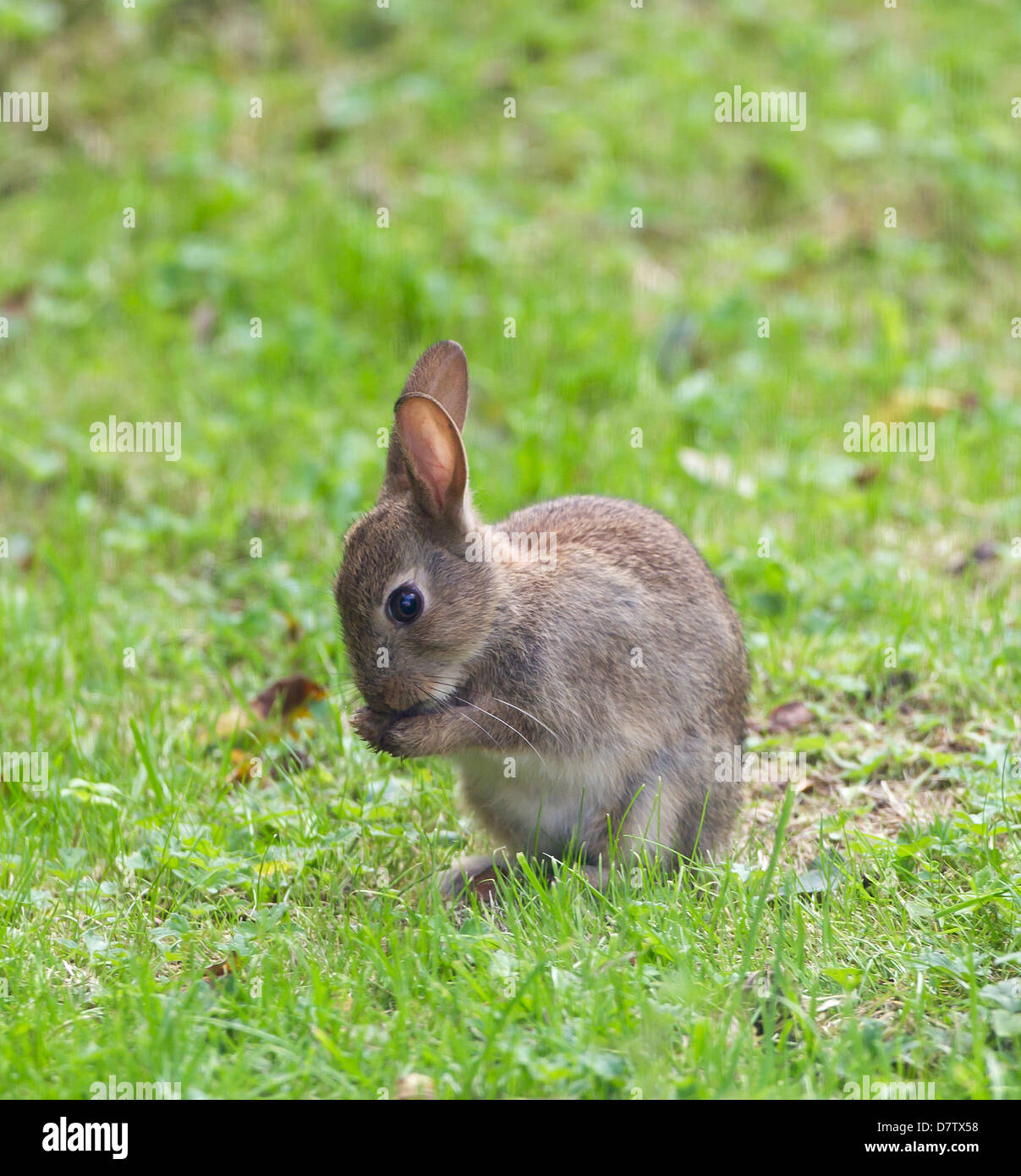 Rabbit Feet High Resolution Stock Photography and Images - Alamy
