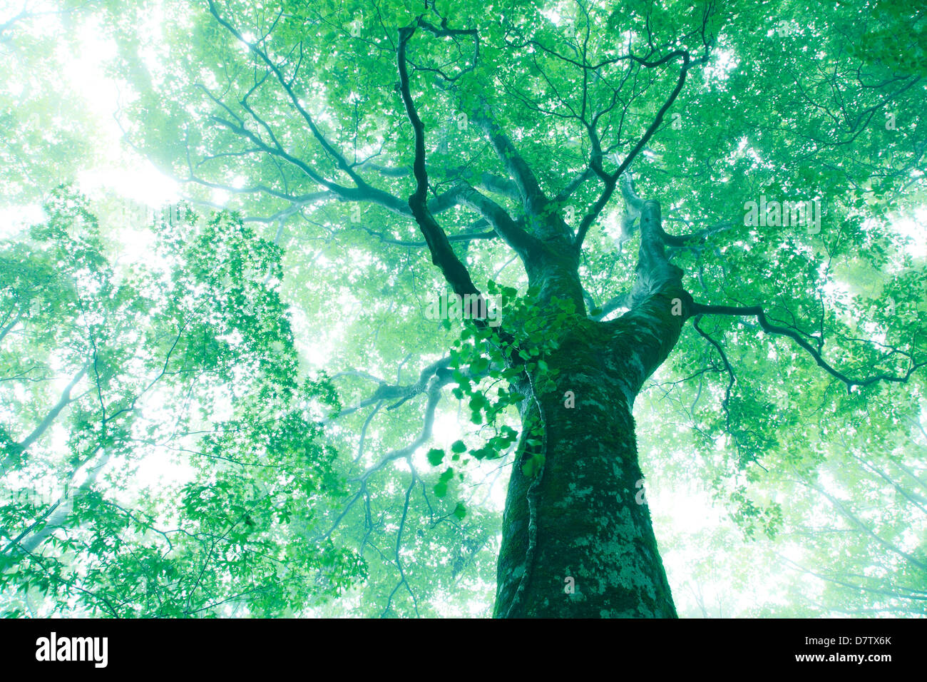 Big beech tree hi-res stock photography and images - Alamy