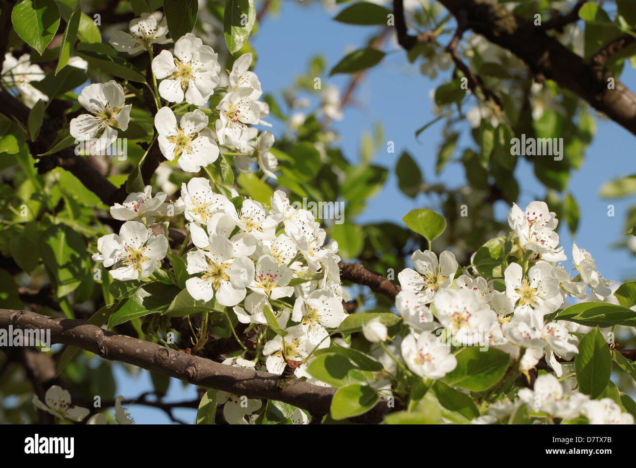 Pear flower tree hi-res stock photography and images - Alamy