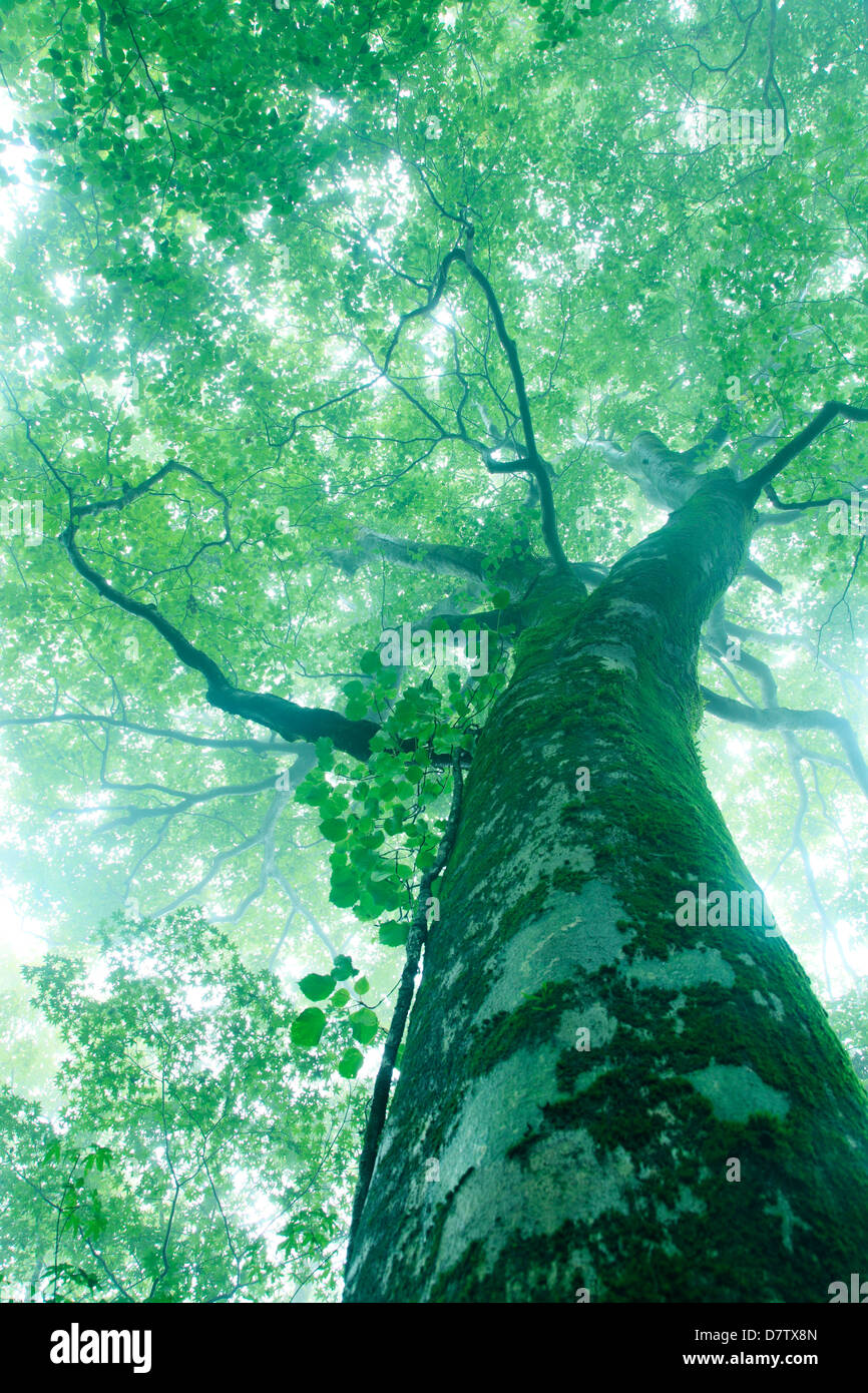 Big beech tree in the mist Stock Photo - Alamy