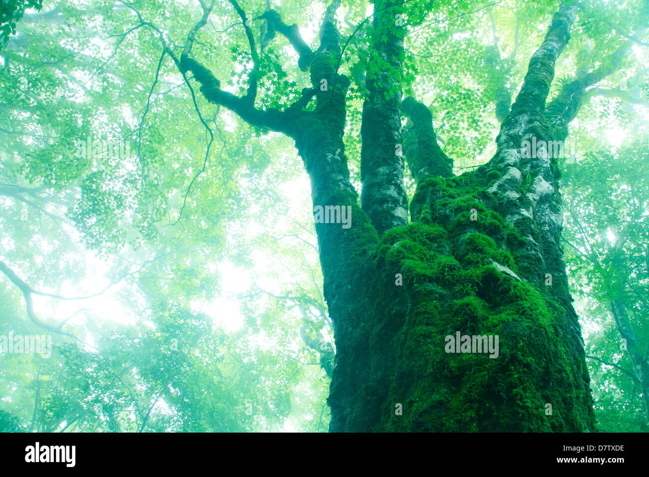Large maple tree hi-res stock photography and images - Alamy