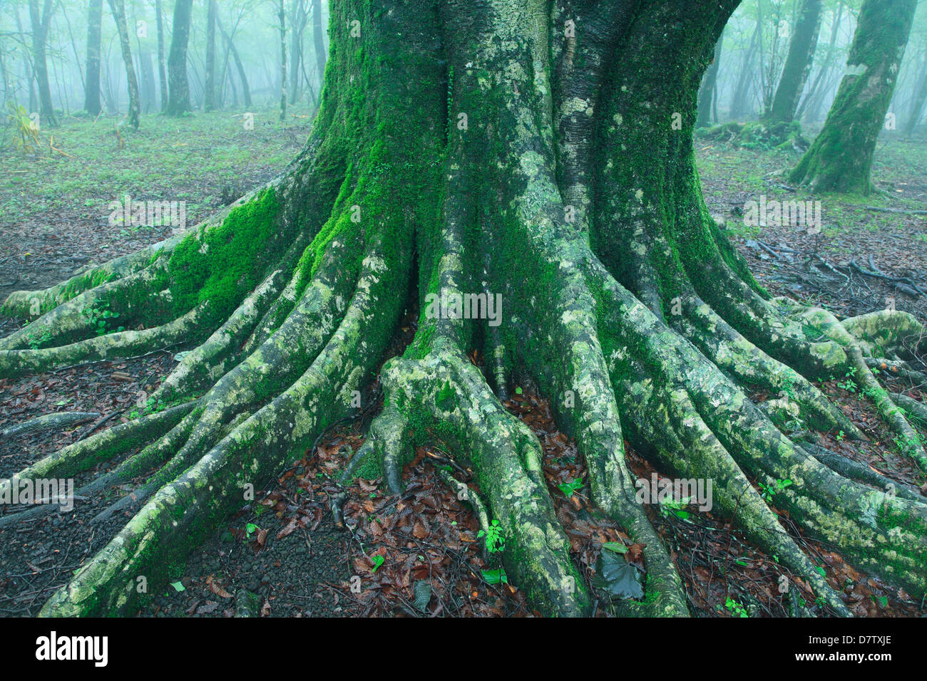 Fuji beech hi-res stock photography and images - Alamy