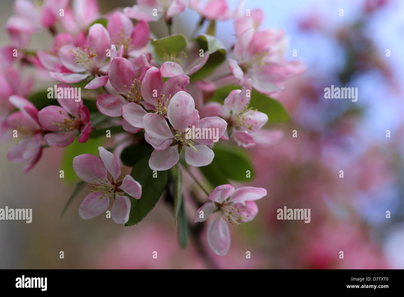 Lovely spring cherry pink blossom tree, may 2013 Stock Photo - Alamy