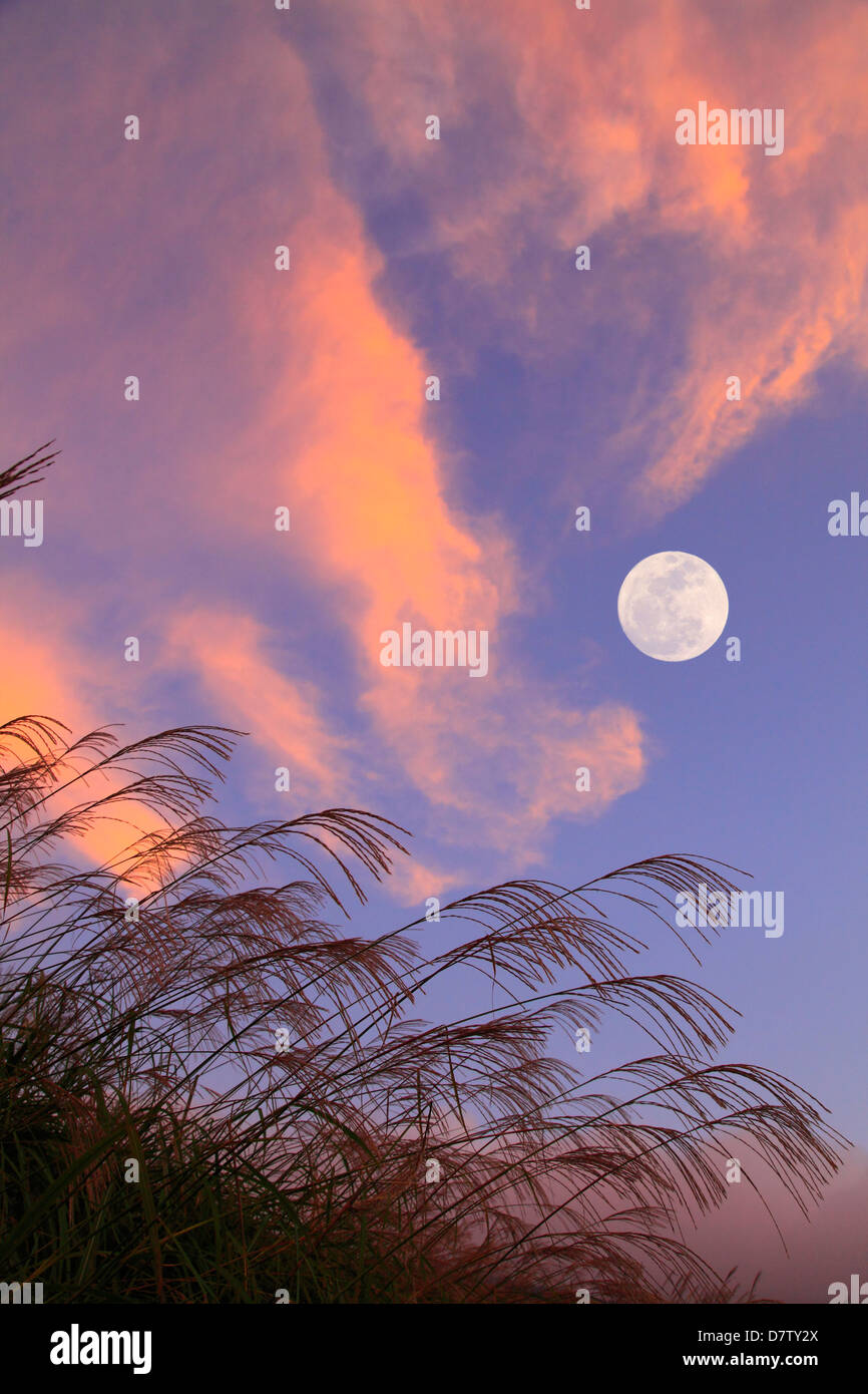 Full moon and silver grass Stock Photo - Alamy