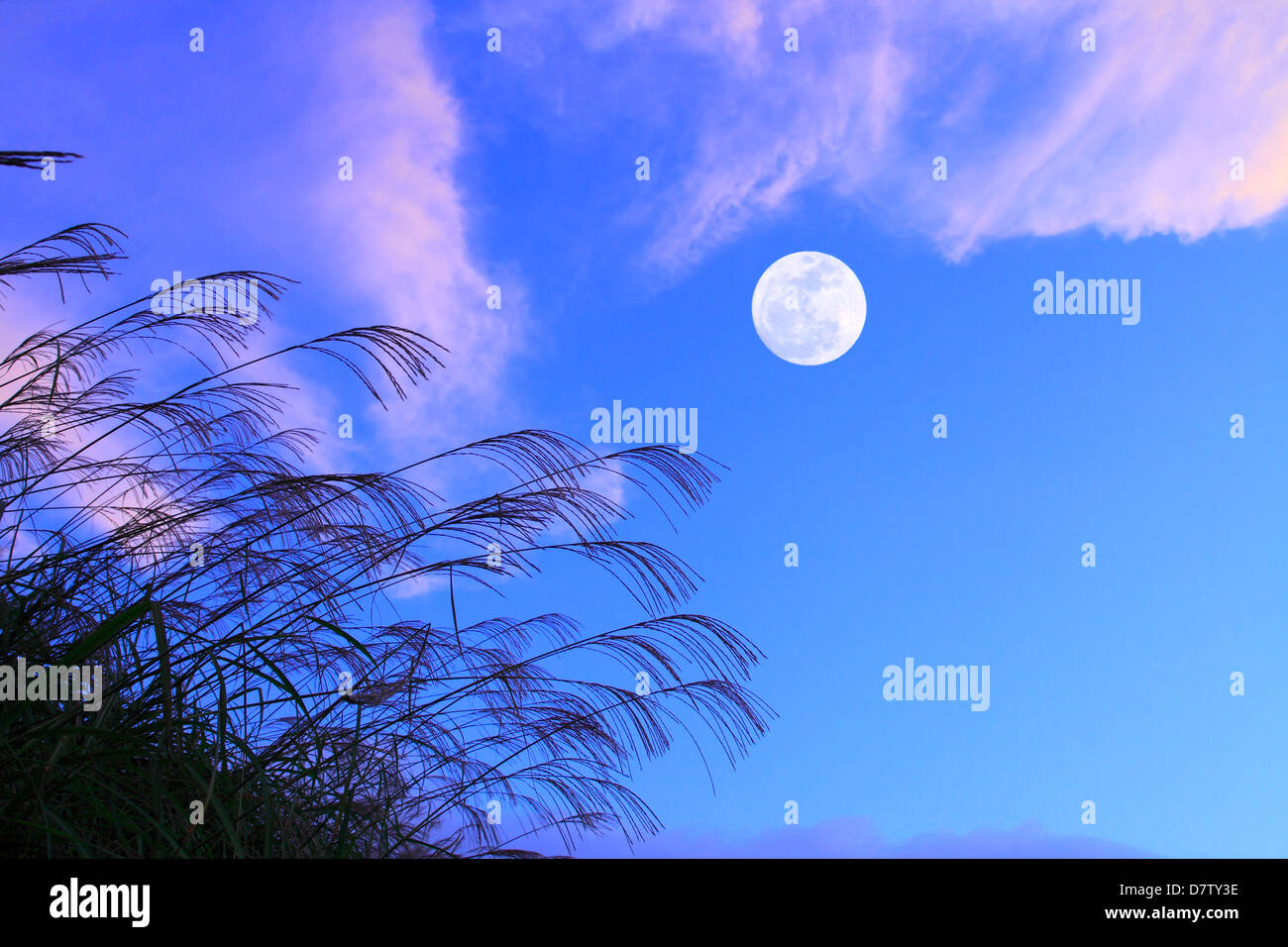 Full moon and silver grass Stock Photo - Alamy