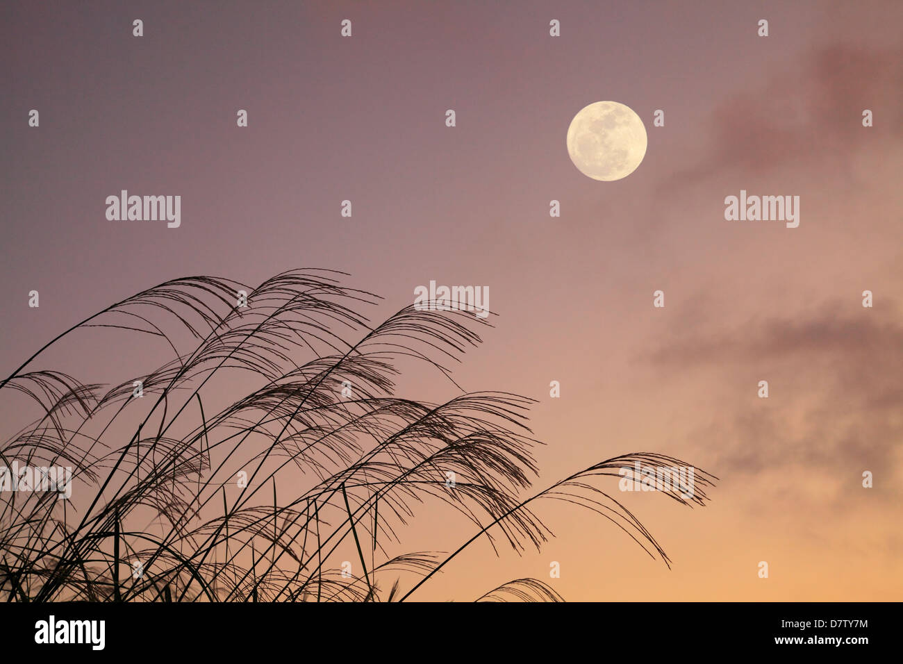 Full moon and silver grass Stock Photo - Alamy