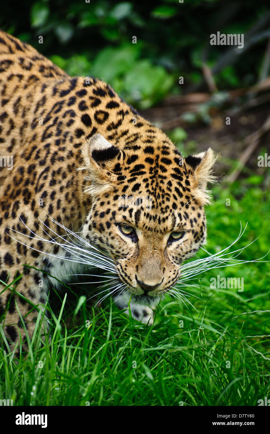 Beautiful portrait of leopard Panthera Pardus big cat amongst foliage ...