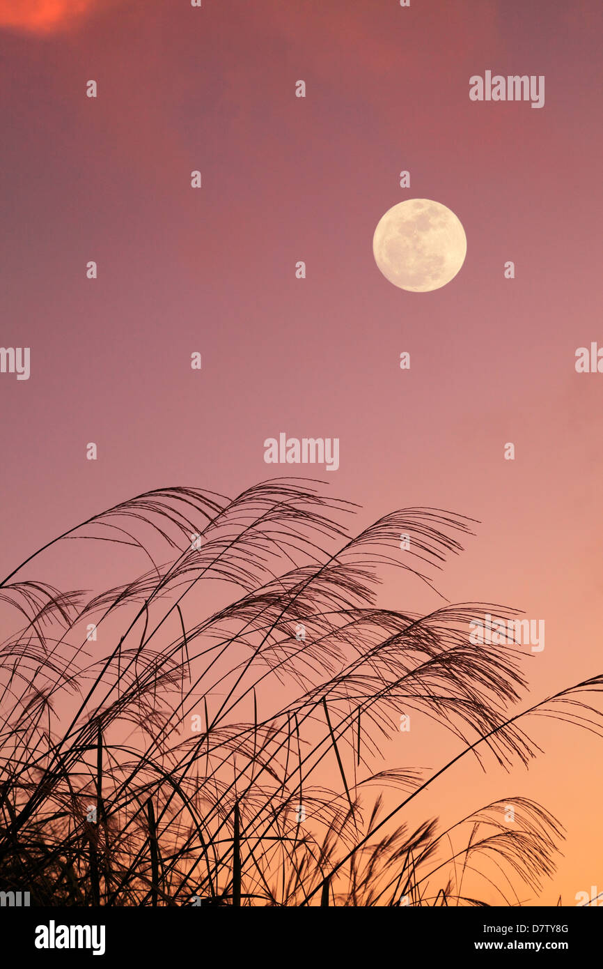 Full moon and silver grass Stock Photo - Alamy