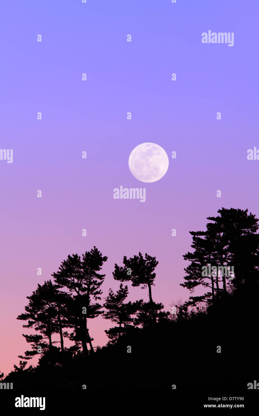 Moon pine trees hi-res stock photography and images - Alamy