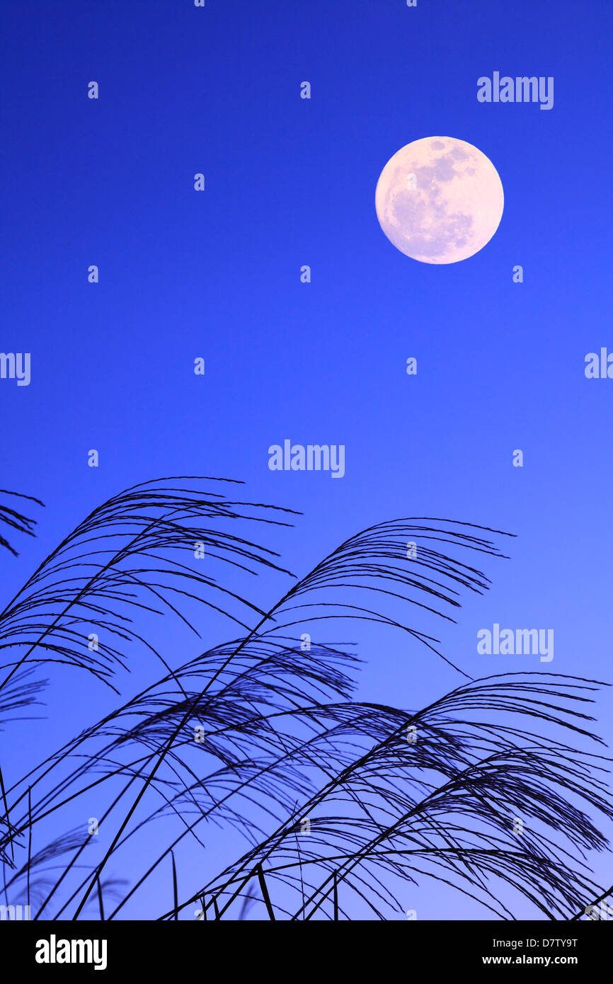 Harvest moon japan hi-res stock photography and images - Alamy