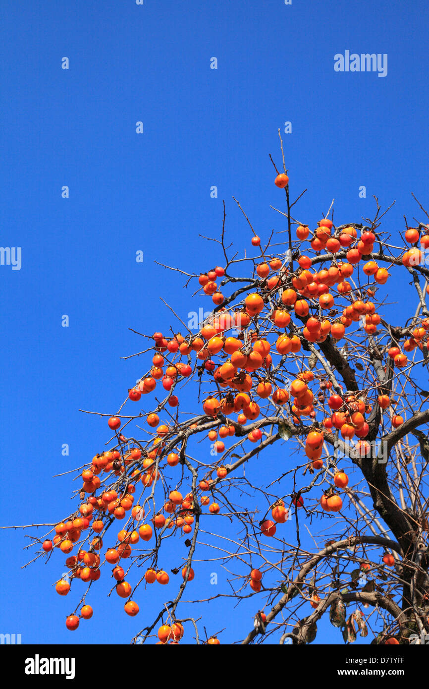 Persimmon tree hi-res stock photography and images - Alamy