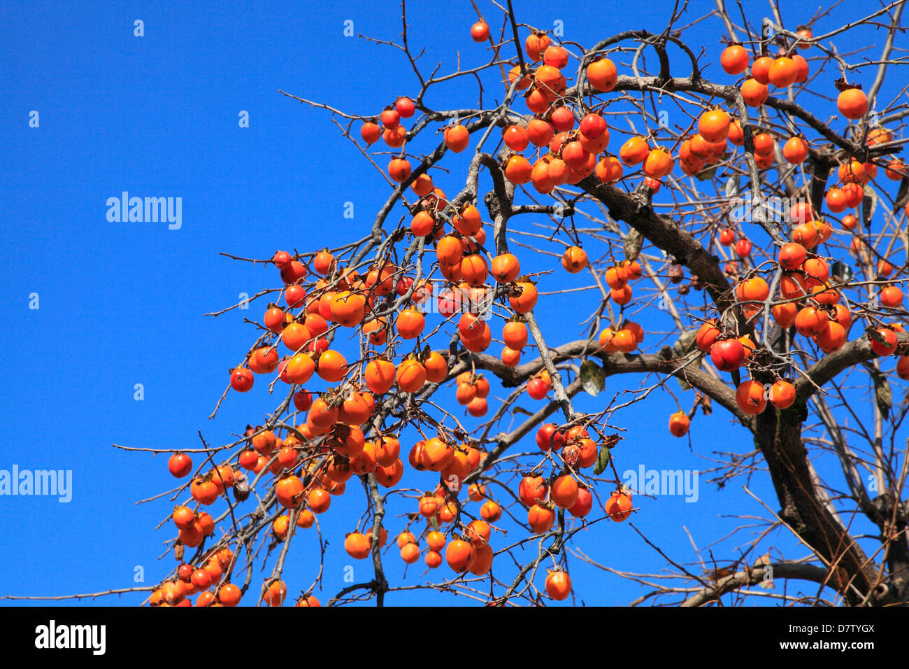 Persimmon tree and blue sky Stock Photo - Alamy