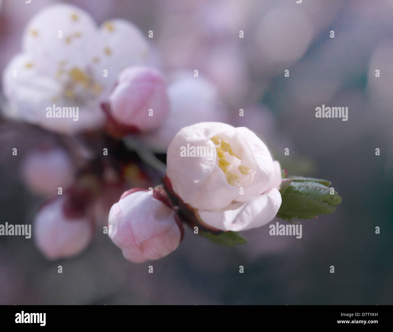 Apricot gardens hi-res stock photography and images - Alamy