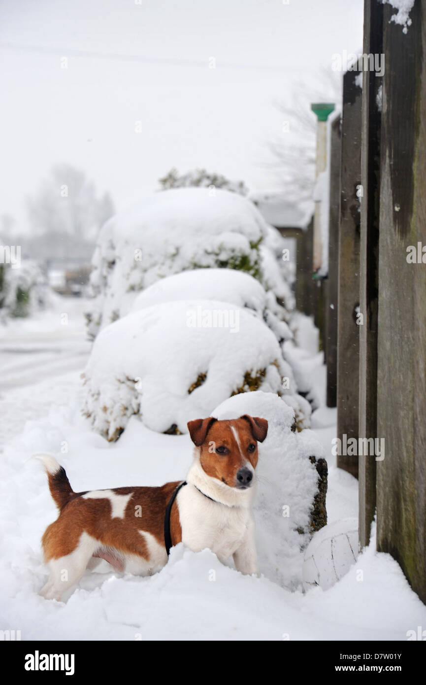 Jack russell uk hi-res stock photography and images - Alamy