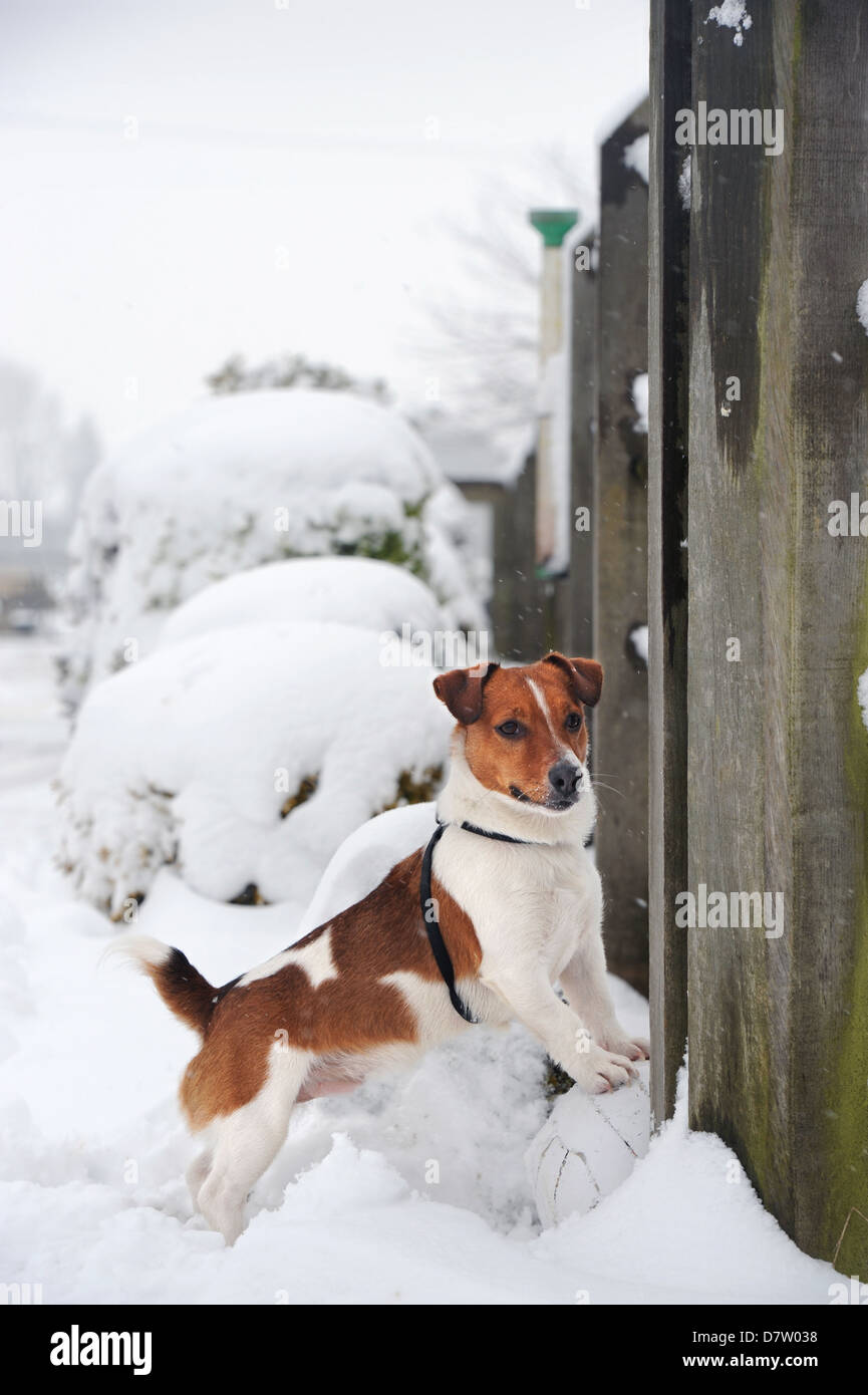 Jack russell uk hi-res stock photography and images - Alamy
