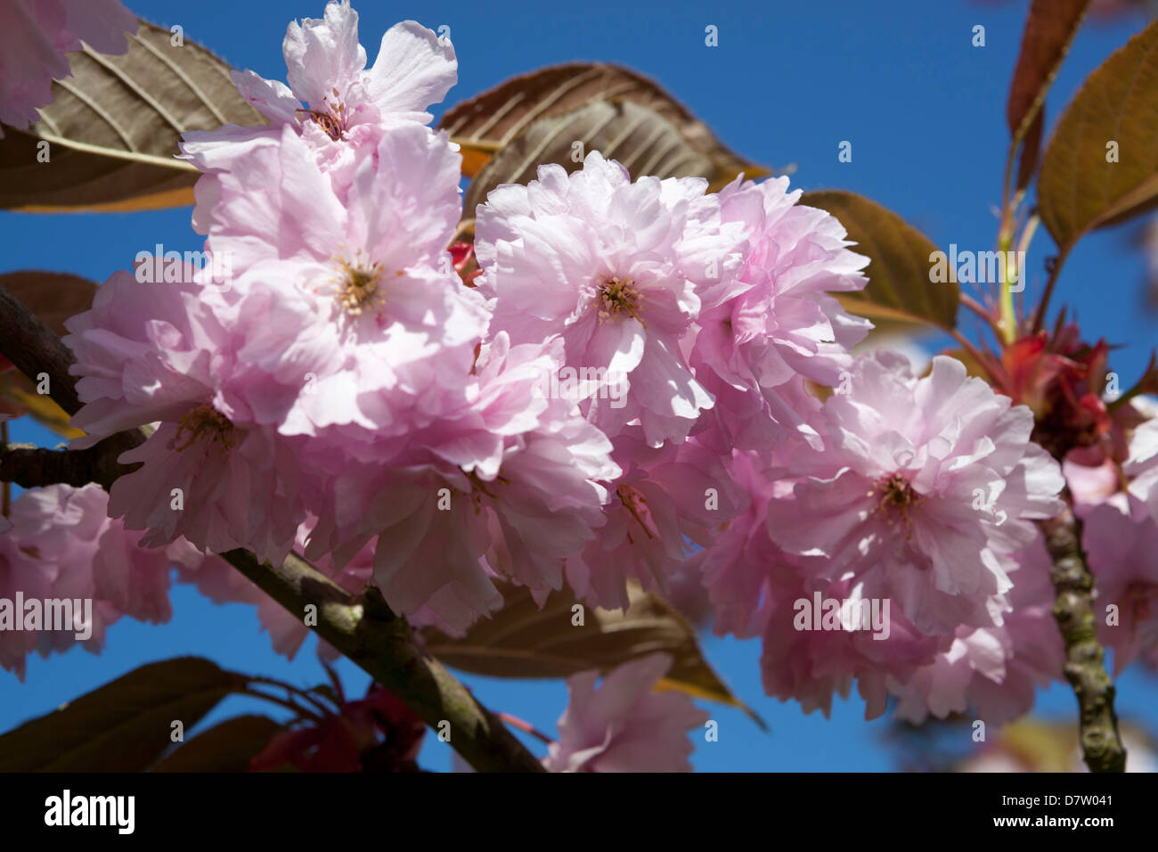 Spring season seasons hi-res stock photography and images - Alamy