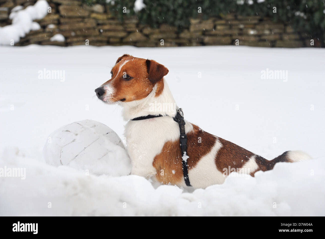 Jack russell in garden uk hi-res stock photography and images - Alamy