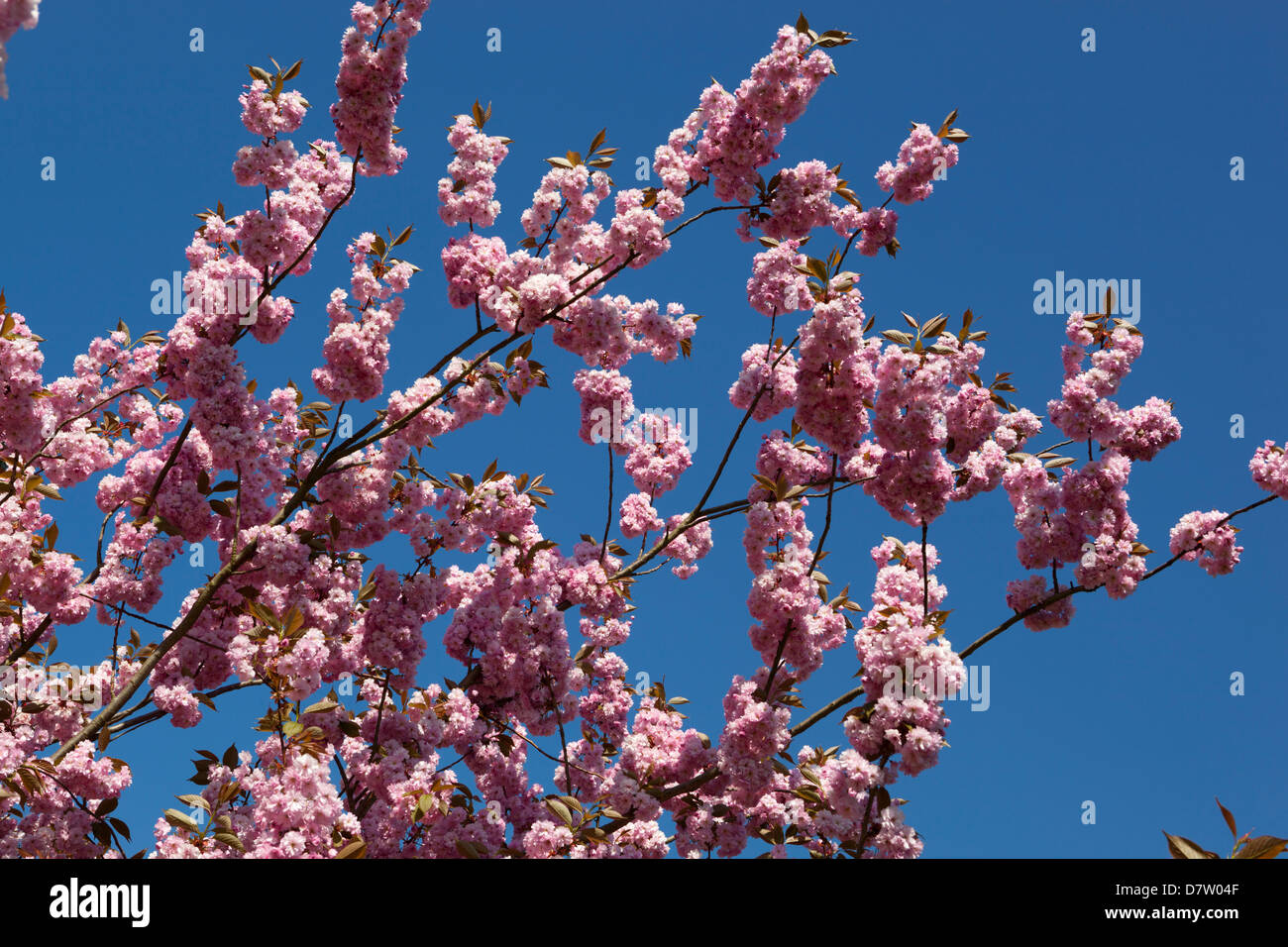 Spring cherry blossom Stock Photo - Alamy