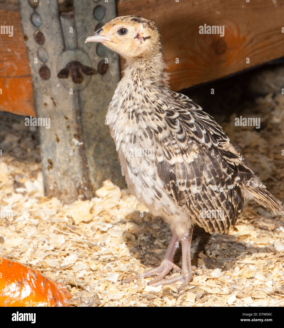 Young pheasant poult, or large growing chick, in a rearing pen after ...