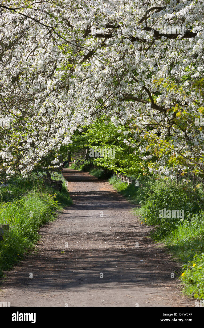Blossom tree walk hi-res stock photography and images - Alamy