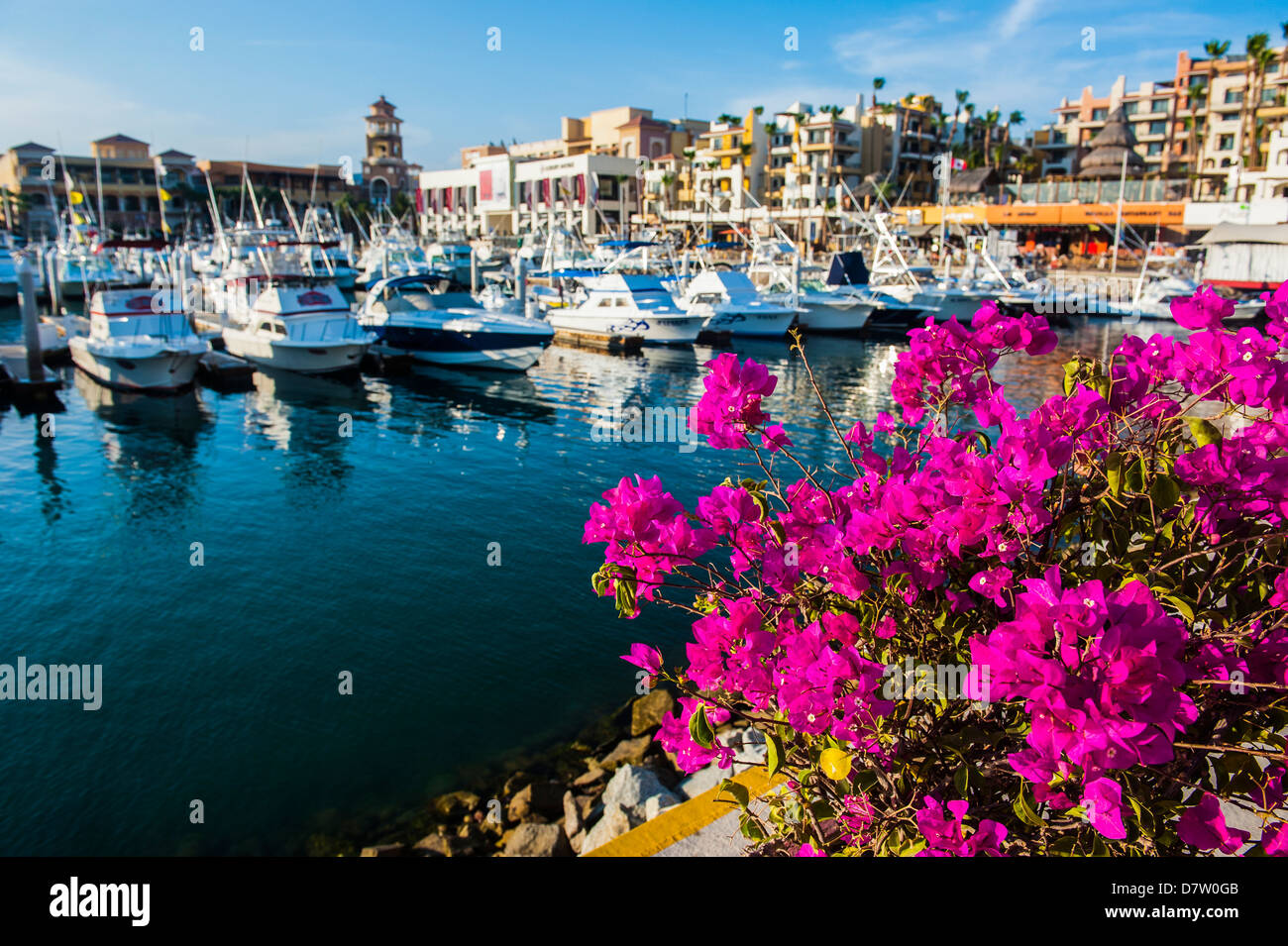 Baja mexico flowers hi-res stock photography and images - Alamy