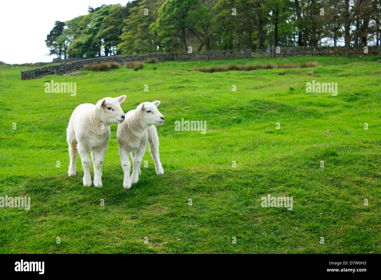 Two little lambs on a green grass fields in England Stock Photo - Alamy