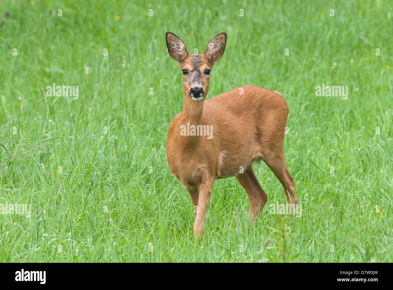 Roe Deer Capreolus capreolus female rådjur råget get Stock Photo - Alamy