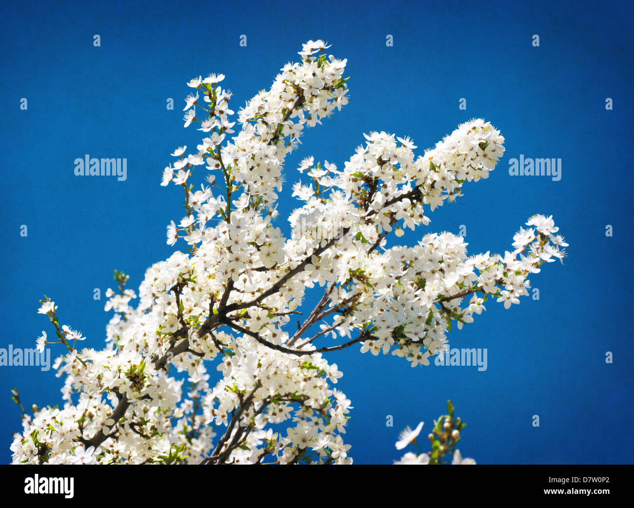 Vintage spring flowering tree on blue textured sky Stock Photo - Alamy
