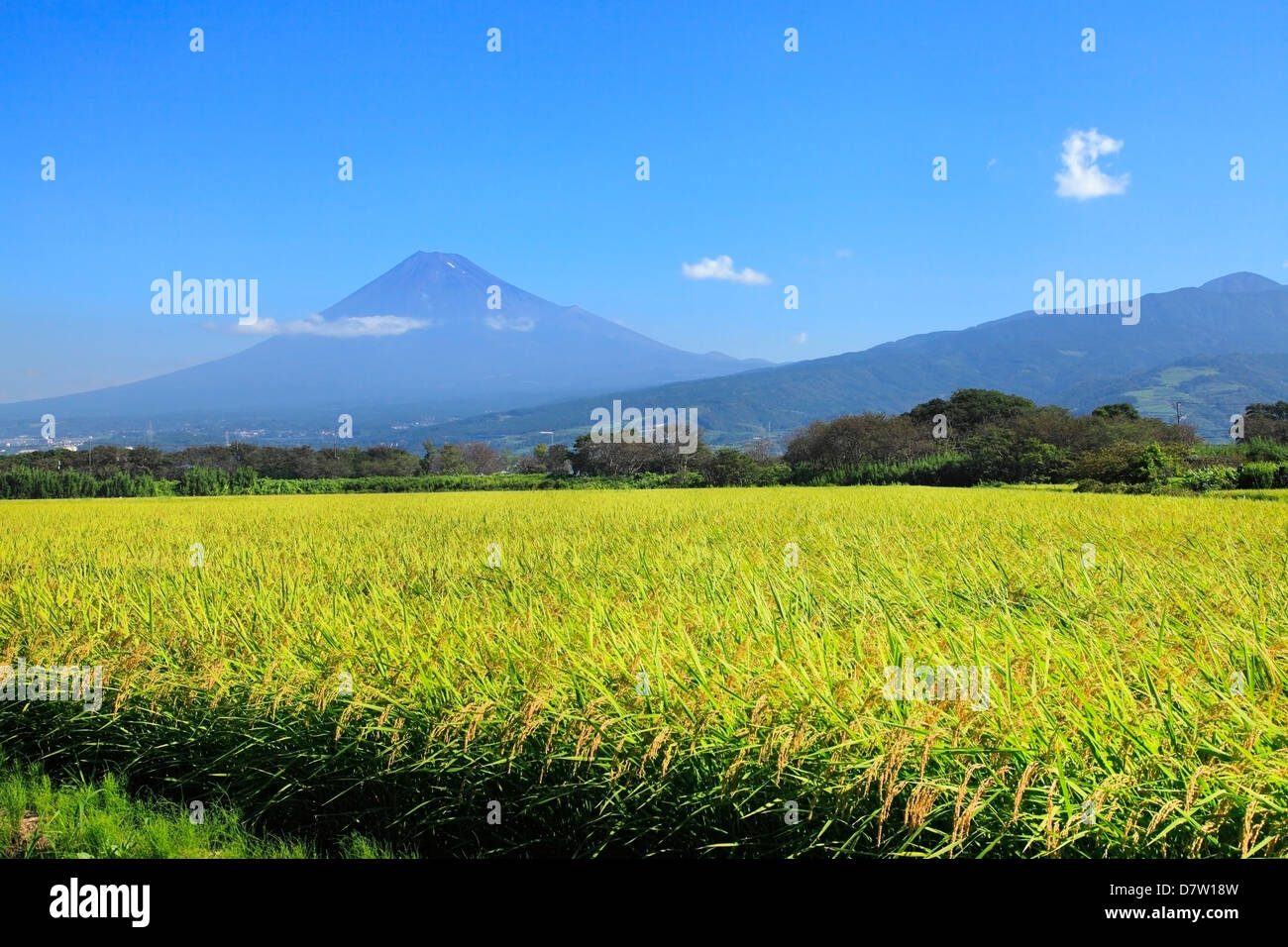 Mount Fuji and rice field, Shizuoka Prefecture Stock Photo - Alamy